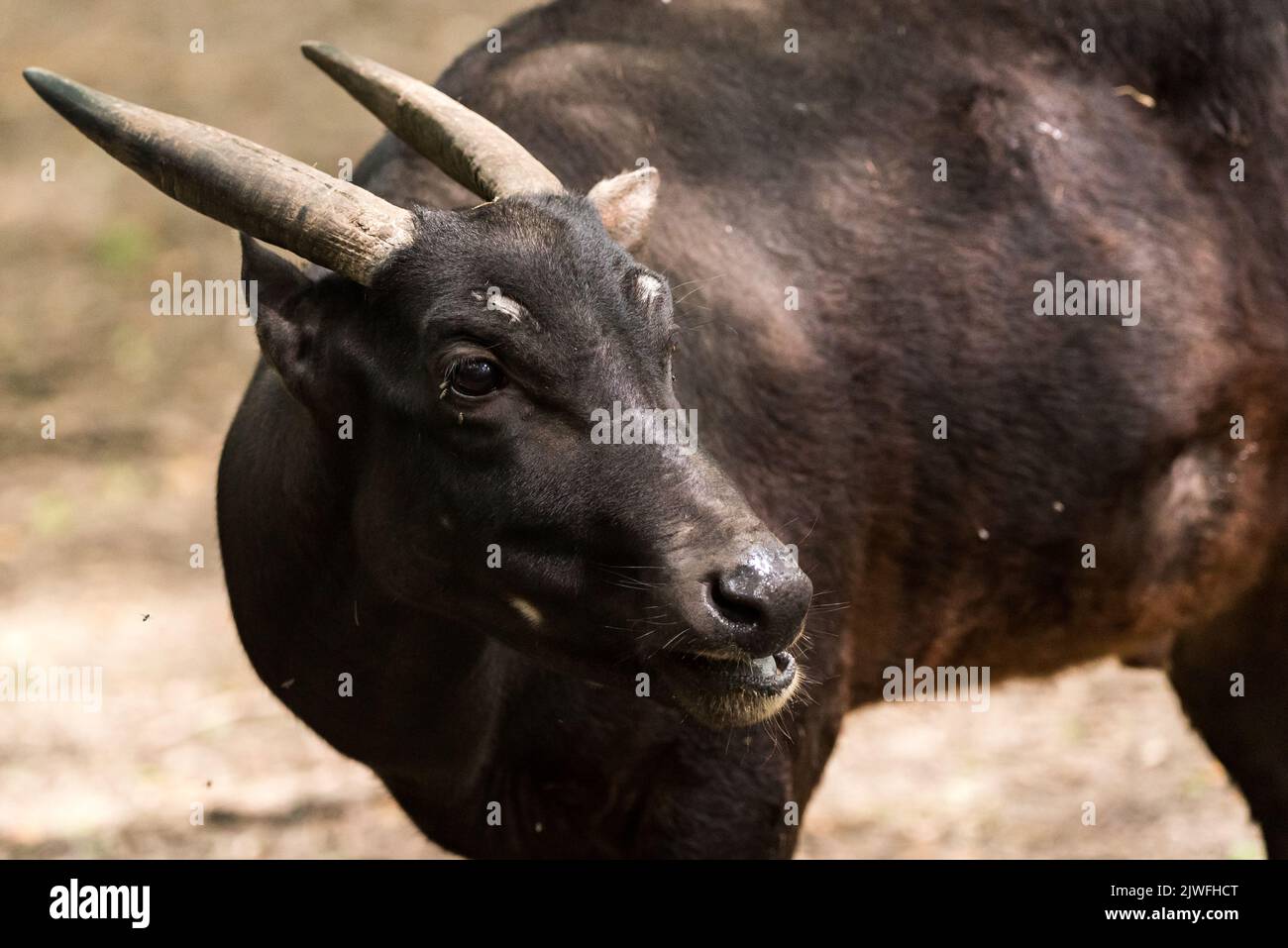 Anoa hi-res stock photography and images - Alamy