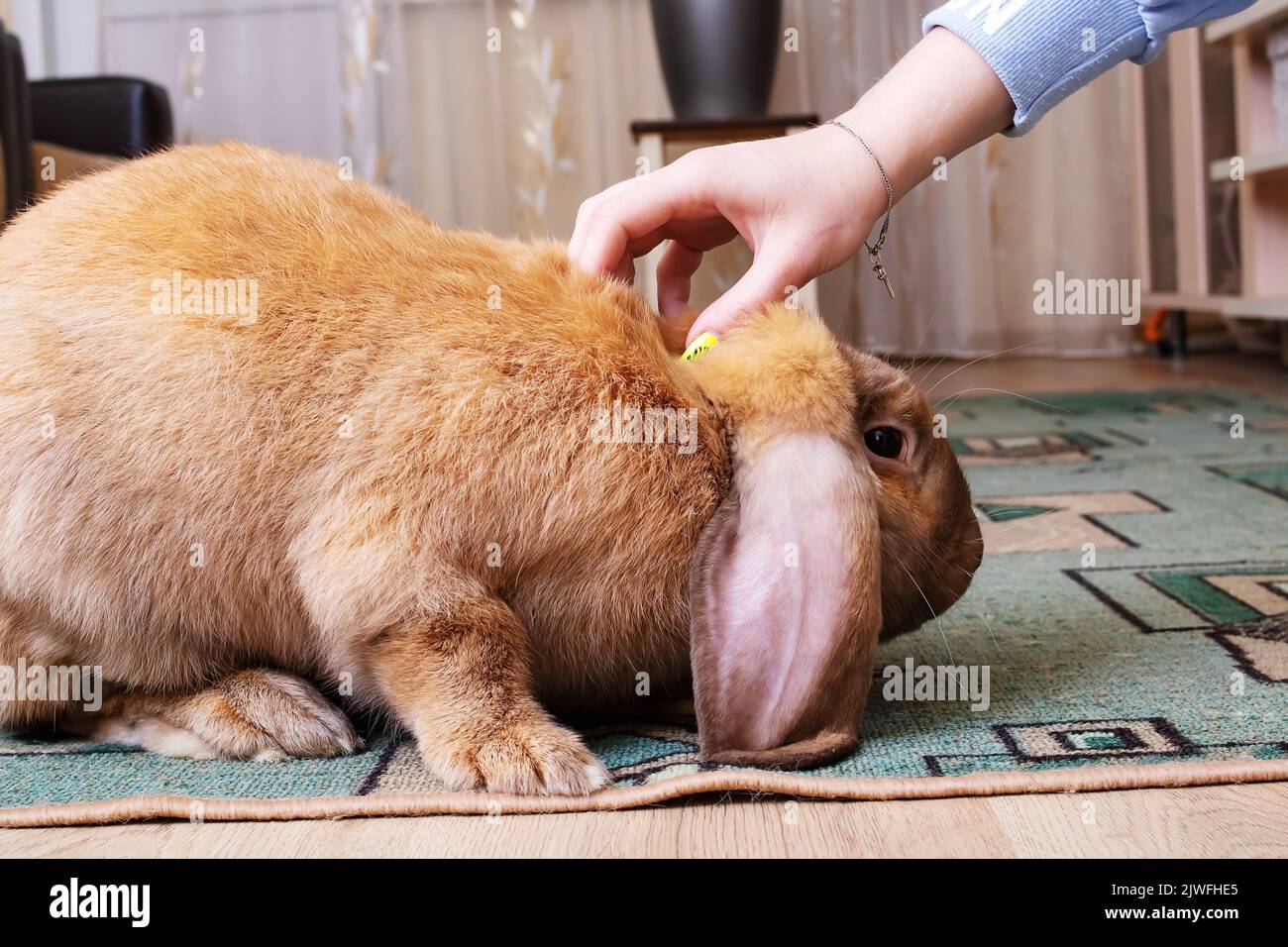 Hand rabbit white wall hi-res stock photography and images - Alamy