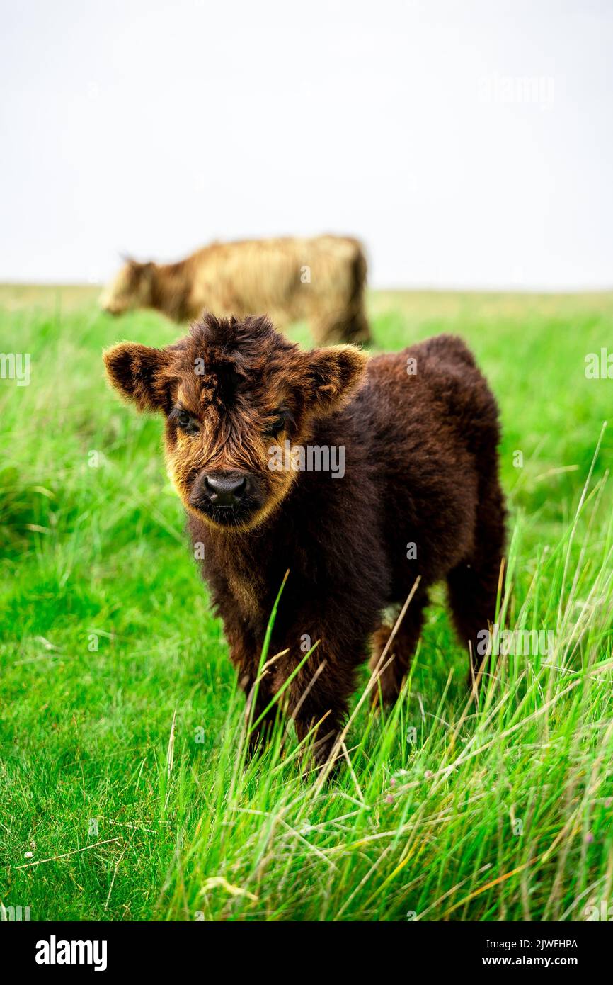 A vertical shot of the baby Highland cattle standing in the green ...