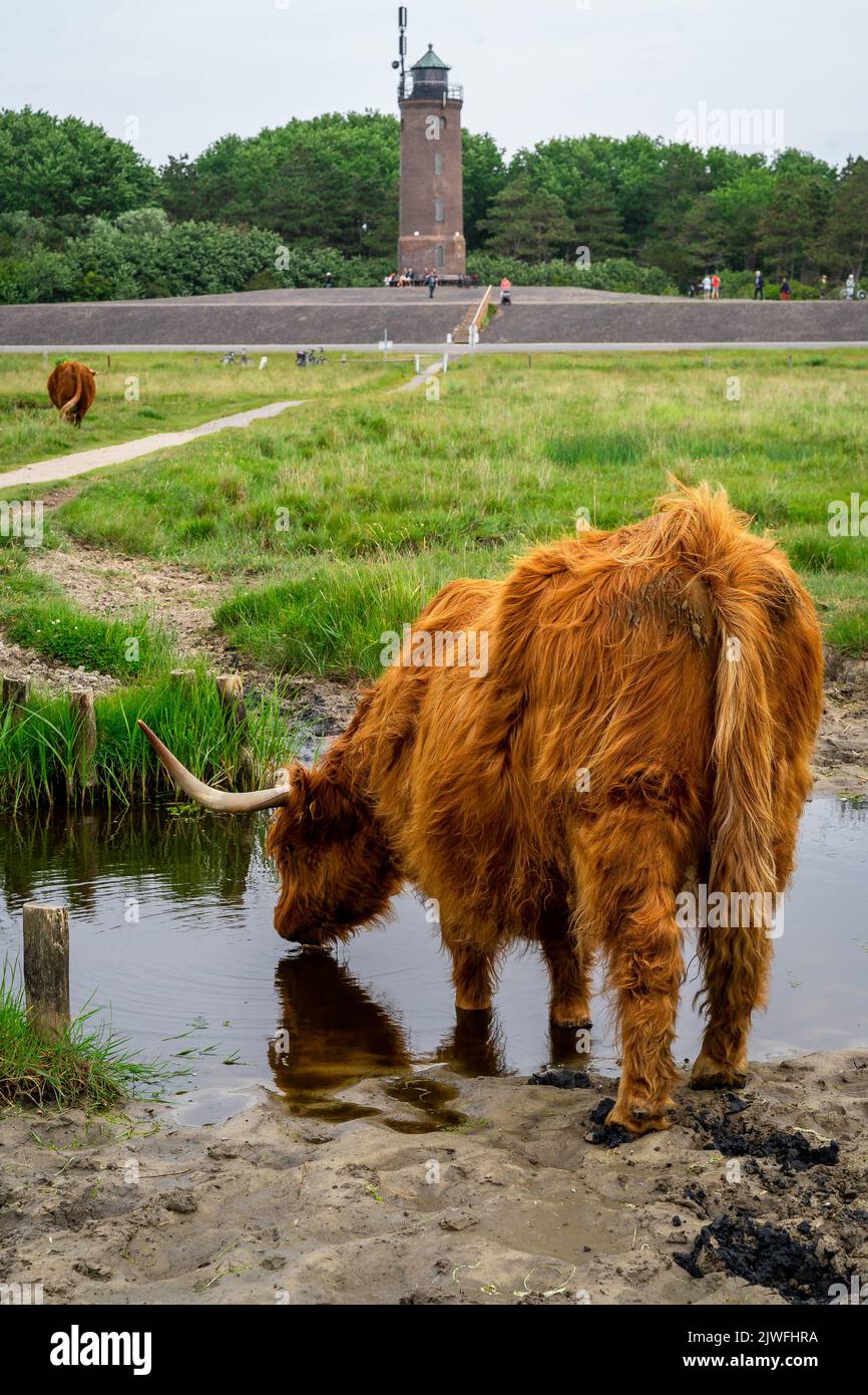 A vertical shot of a highland cow drinking water from the pond with ...