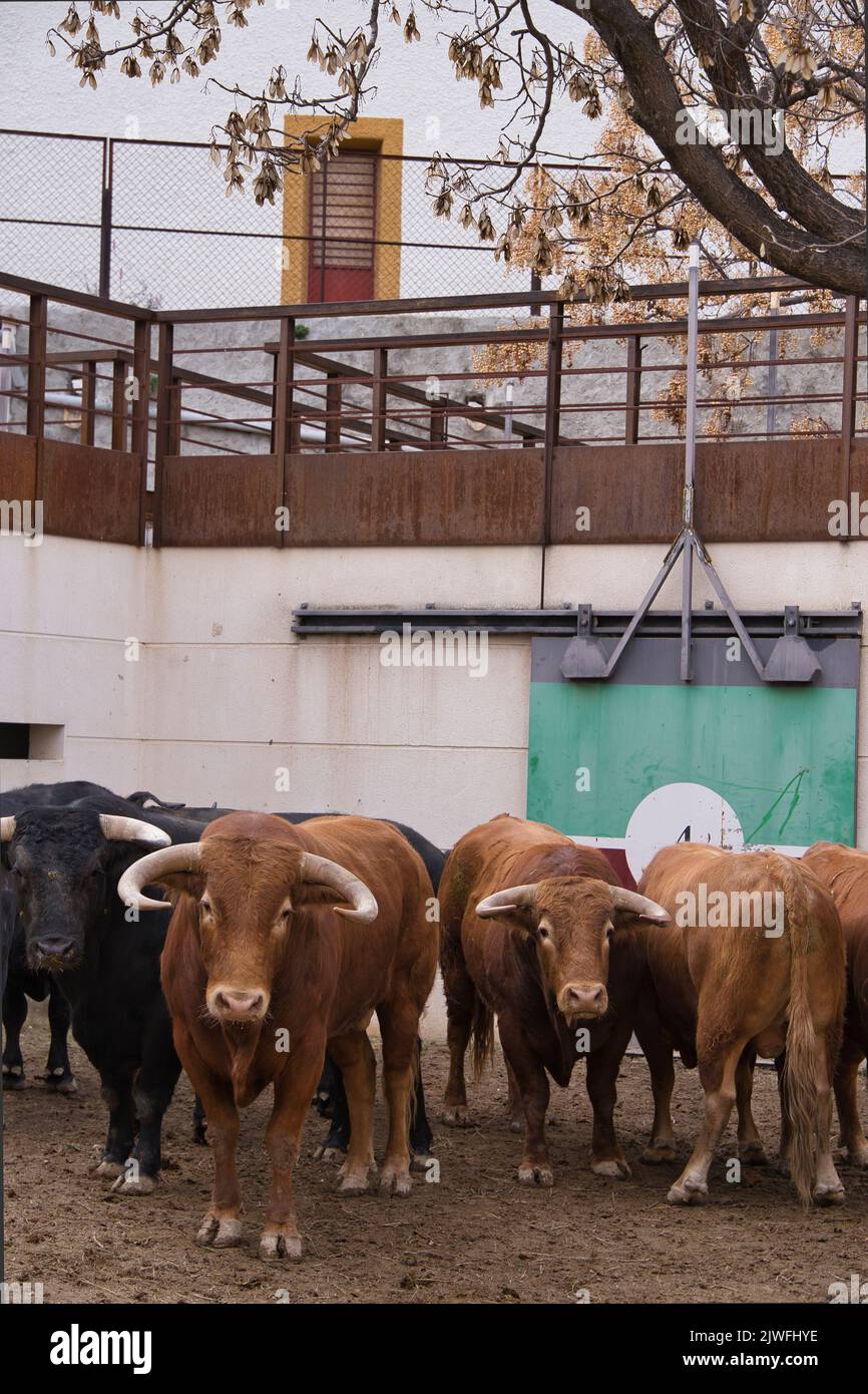A vertical shot of herd of black and brown Spanish fighting bull in ...