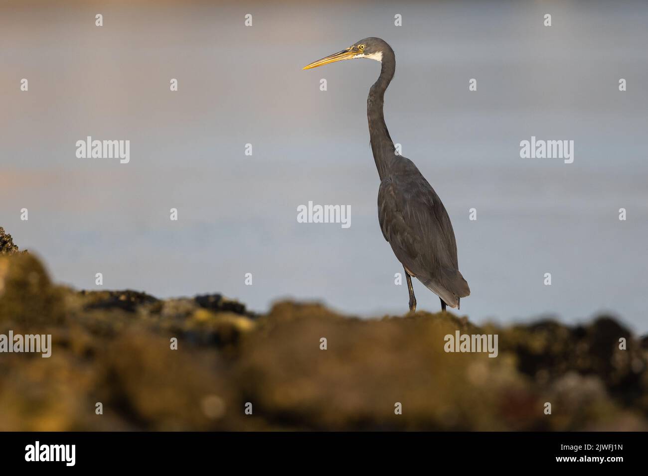 Western Reef Heron in daylight at Eker, Bahrain Stock Photo - Alamy