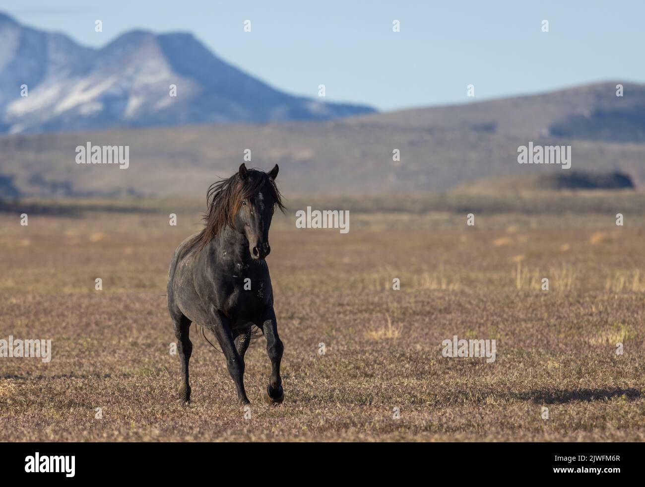 Wild Horse in Spring in the Utah Desert Stock Photo - Alamy