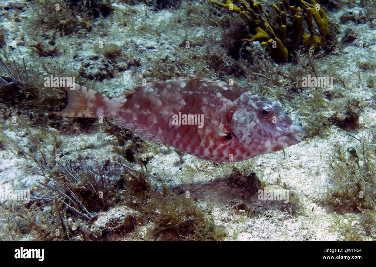 A Redtail Parrotfish (Sparisoma chrysopterum) in Caribbean Sea, Mexico ...