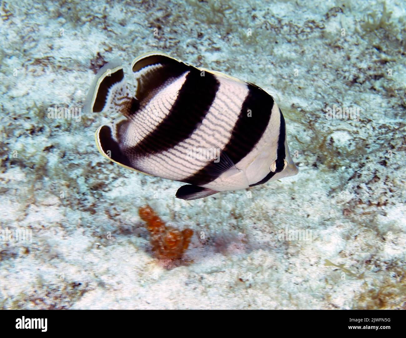 A Banded Butterflyfish (Chaetodon striatus) in Cozumel, Mexico Stock ...