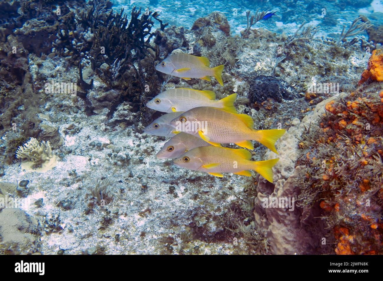 Schoolmaster Snapper (Lutjanus apodus) in Cozumel, Mexico Stock Photo ...