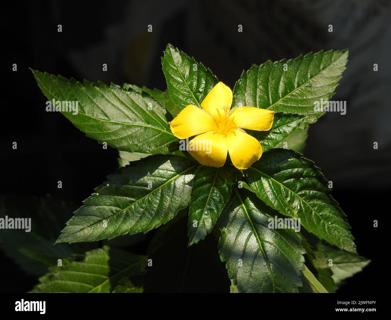 A topi view of a blossomed Turnera ulmifolia, West Indian Holly Stock ...