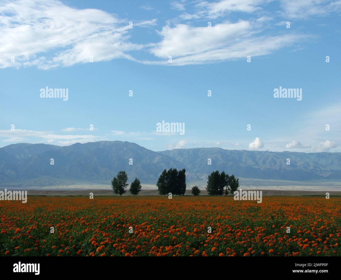 A beautiful field with red wildflowers surrounded by mountains against ...