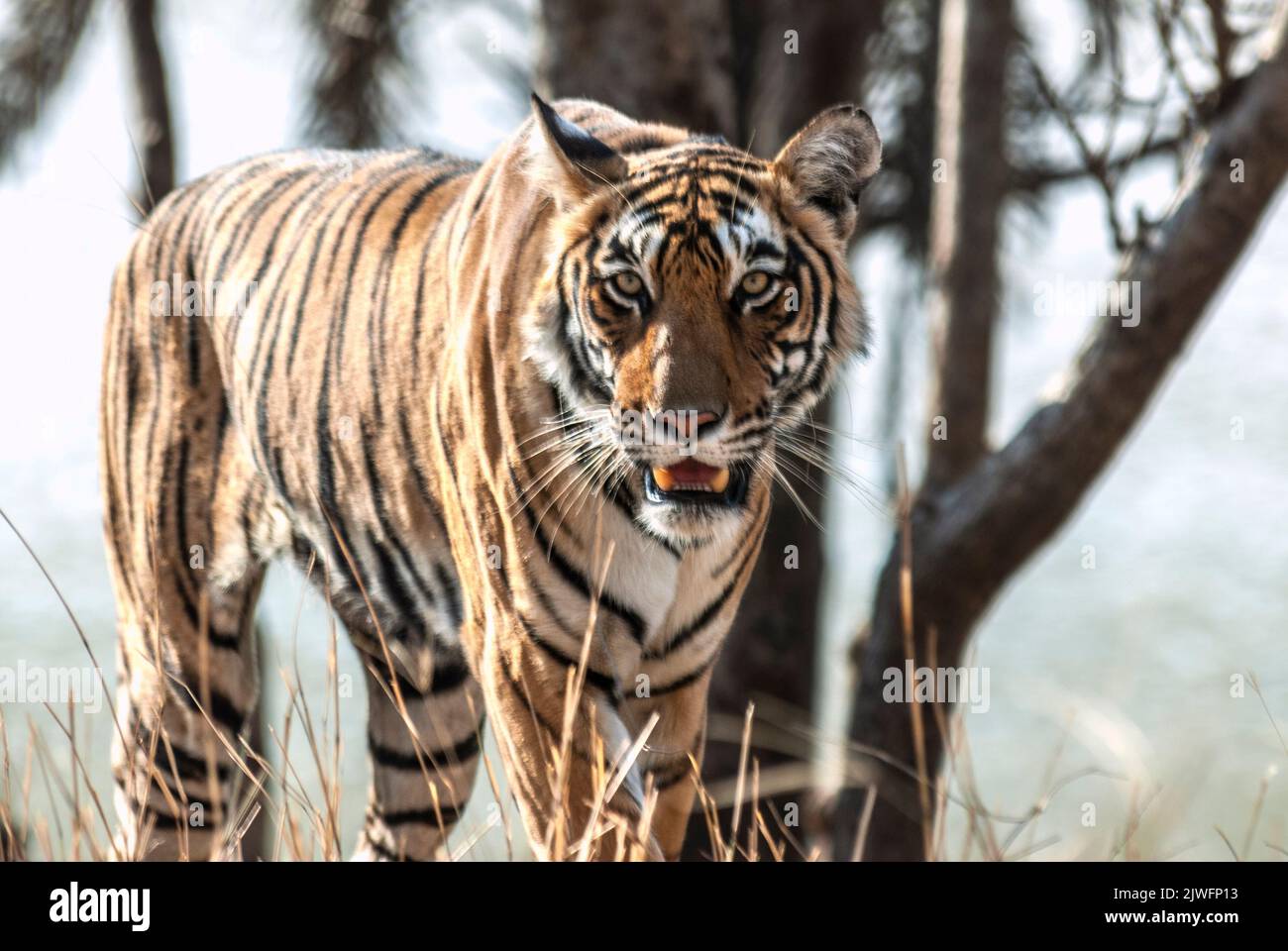 A tiger looking with a hunting gaze Stock Photo - Alamy