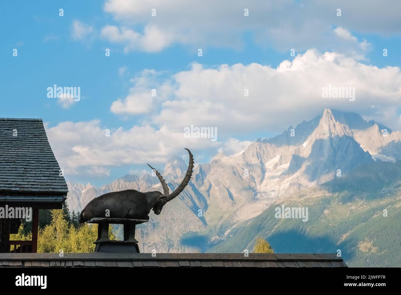 Alpine ibex, goats with long horns, perch on the roofs of housesºº ...