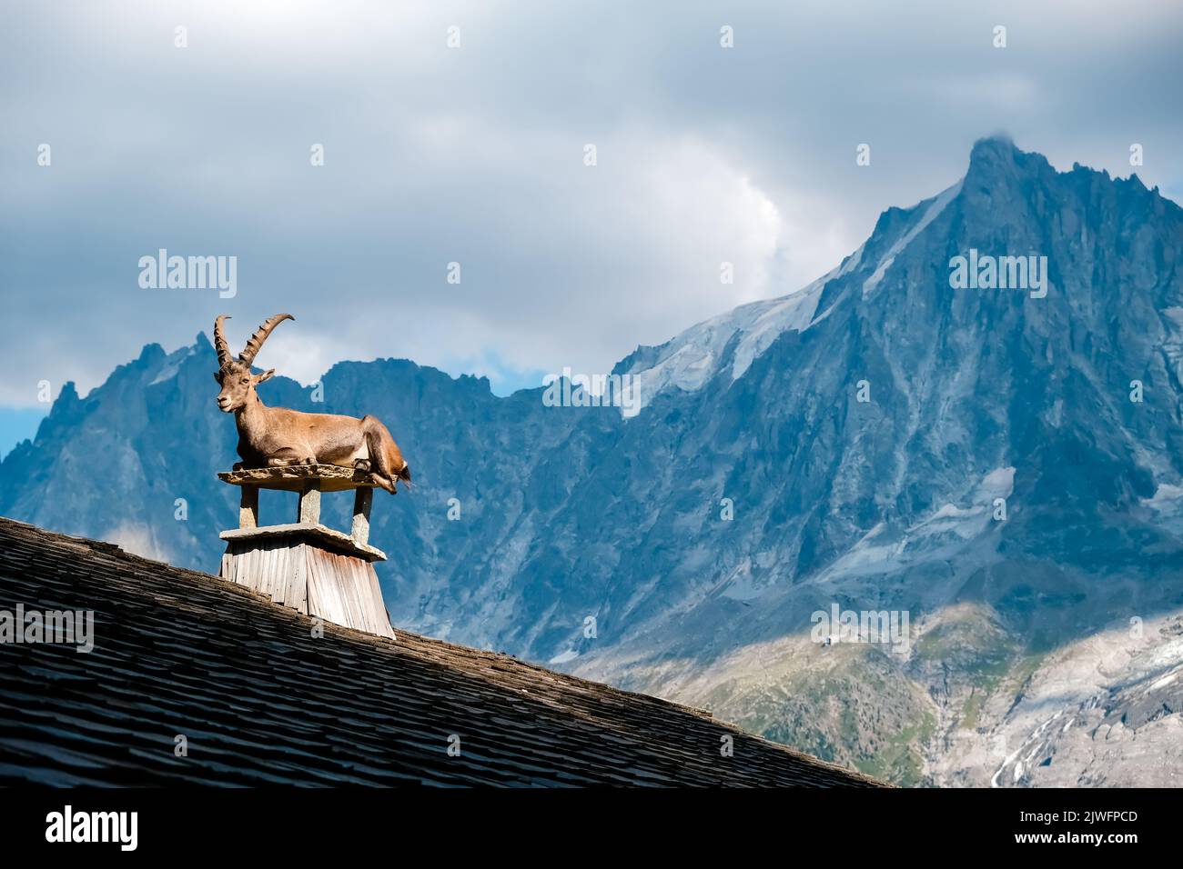 Alpine ibex, goats with long horns, perch on the roofs of housesºº ...