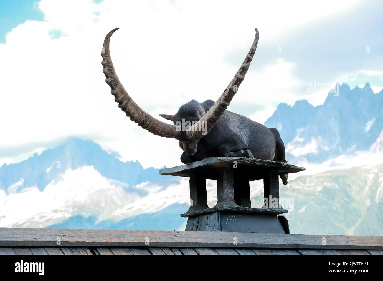 Alpine ibex, goats with long horns, perch on the roofs of housesºº ...