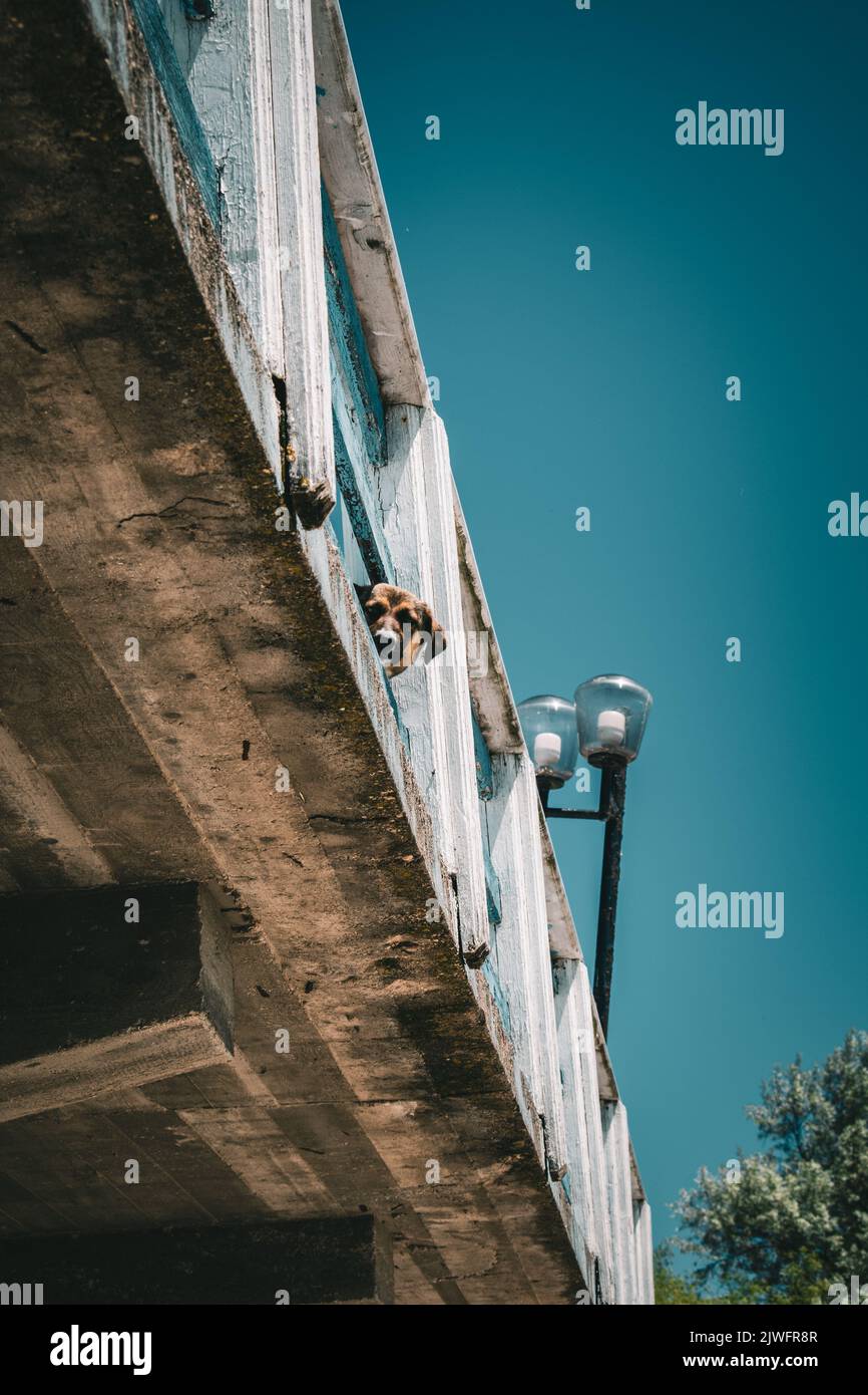 A low-angle shot of a brown dog guarding the chicks from a bridge with ...