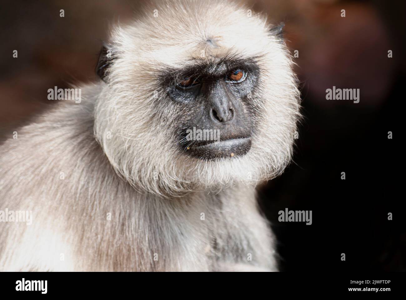 The white monkey hi-res stock photography and images - Alamy