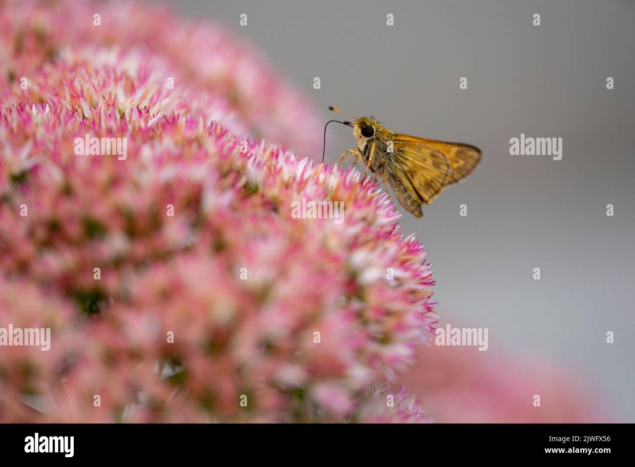 Sachem hi-res stock photography and images - Alamy