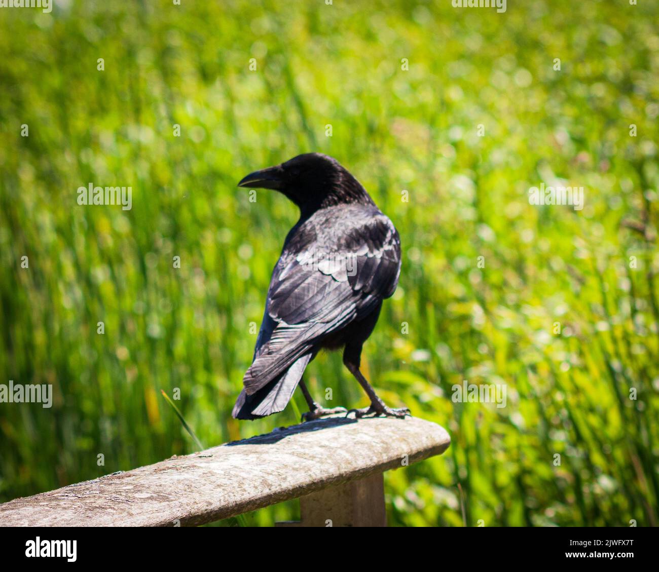 A closeup shot of a crow perched on a piece of wood Stock Photo - Alamy