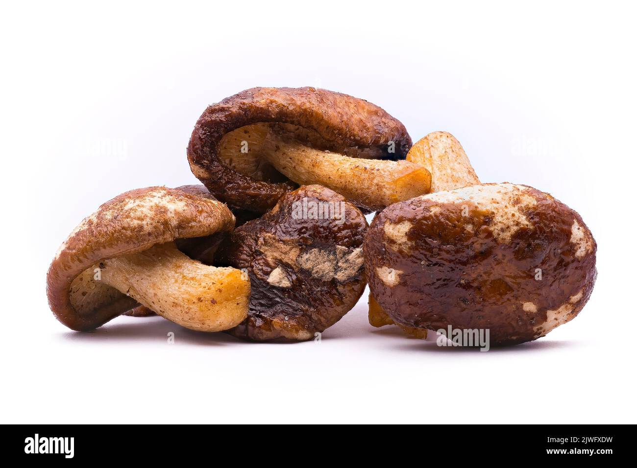 Dried shiitake (Lentinula edodes) on a white background, edible ...