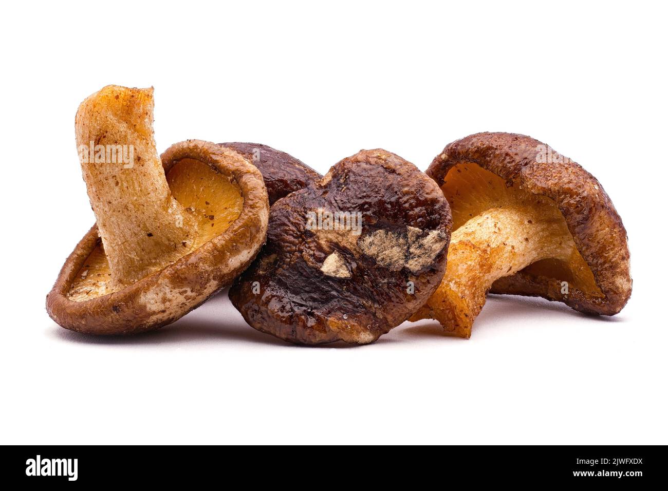Dried shiitake (Lentinula edodes) on a white background, edible ...
