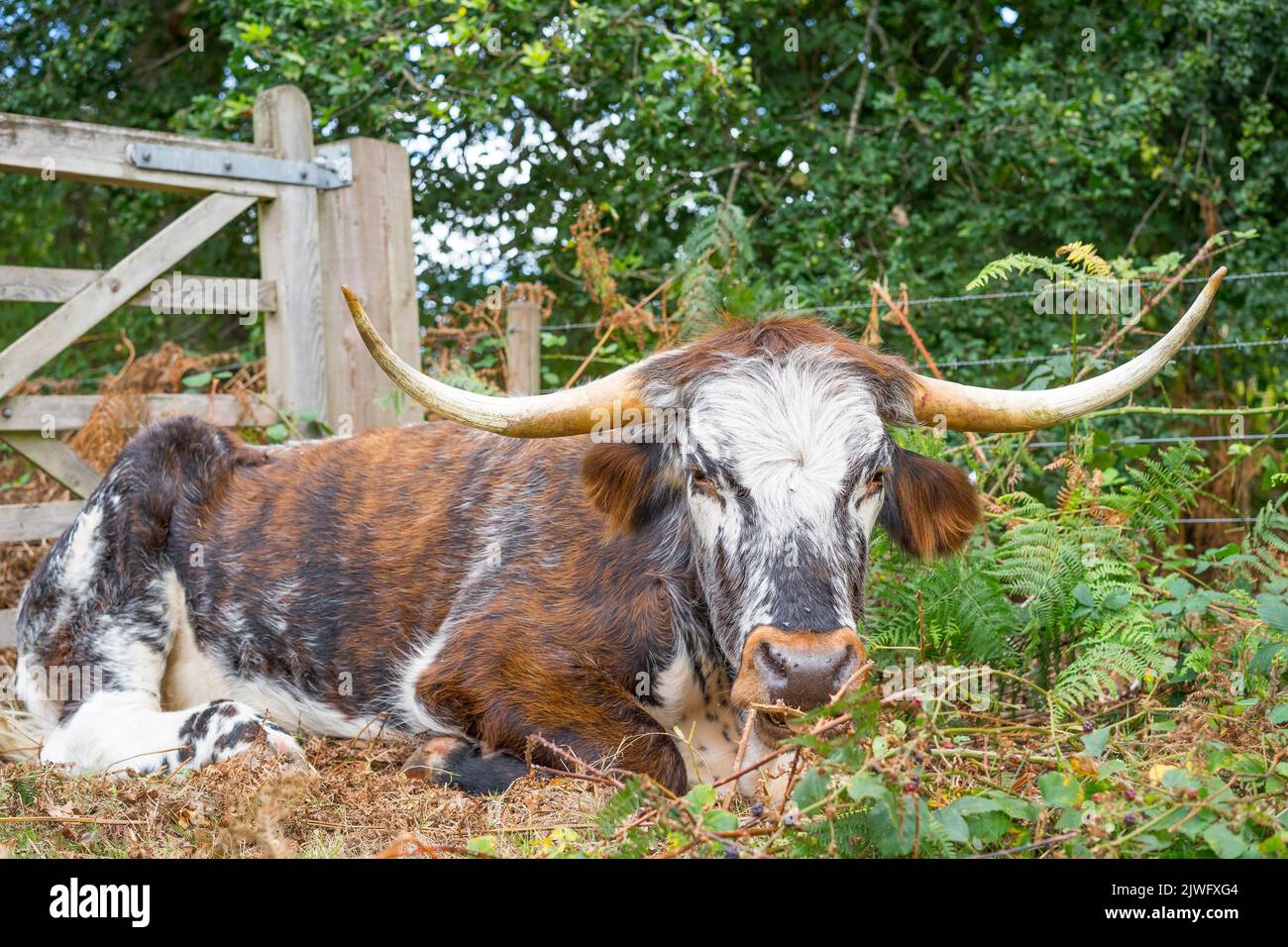 front view of a long horned cow laid down resting in a field by a gate ...