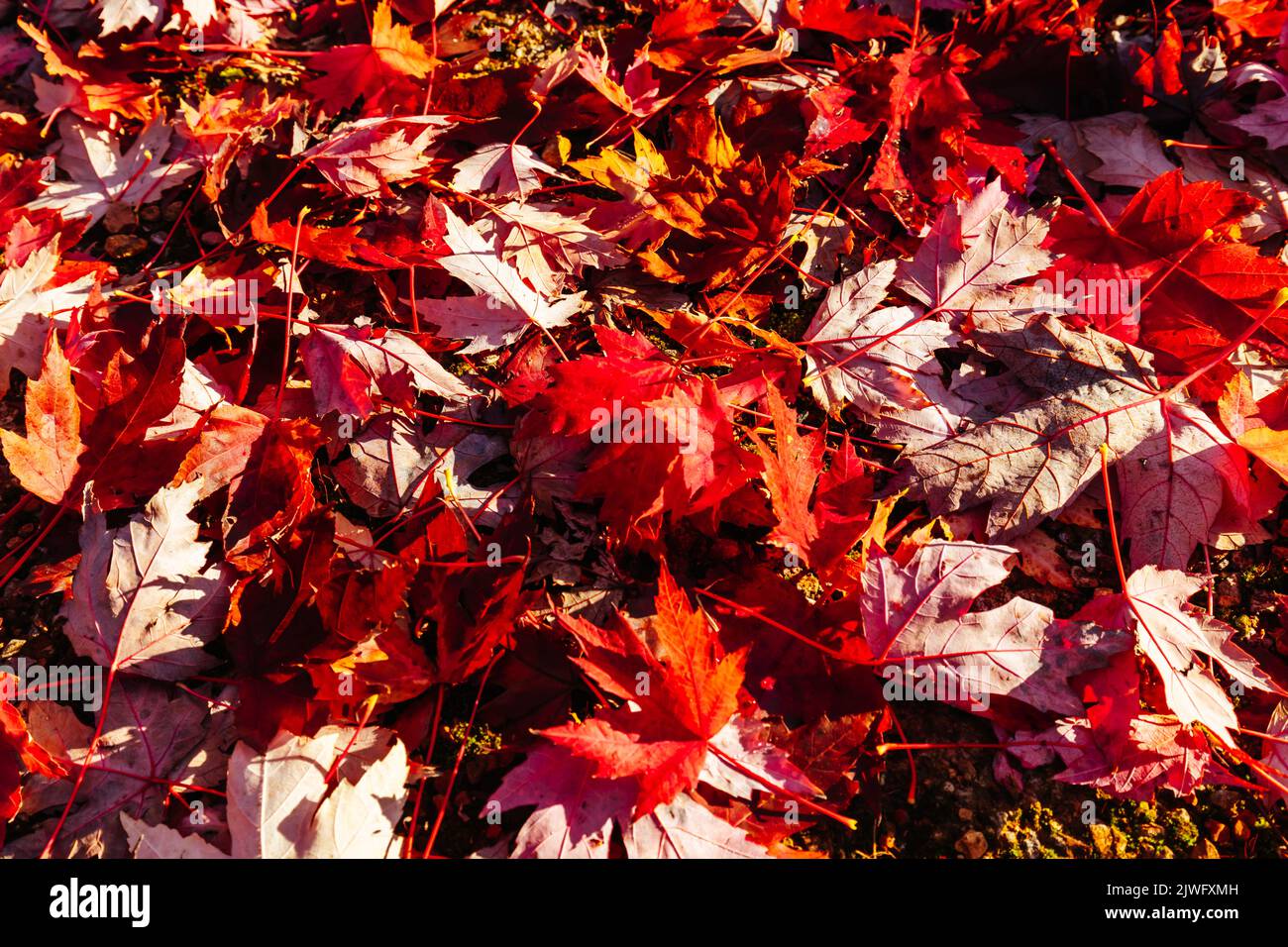 Autumn Leaves in Warburton Australia Stock Photo - Alamy