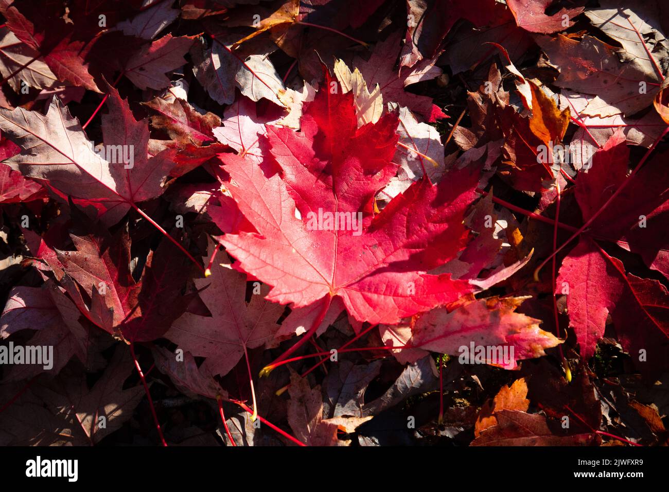 Autumn Leaves in Warburton Australia Stock Photo - Alamy