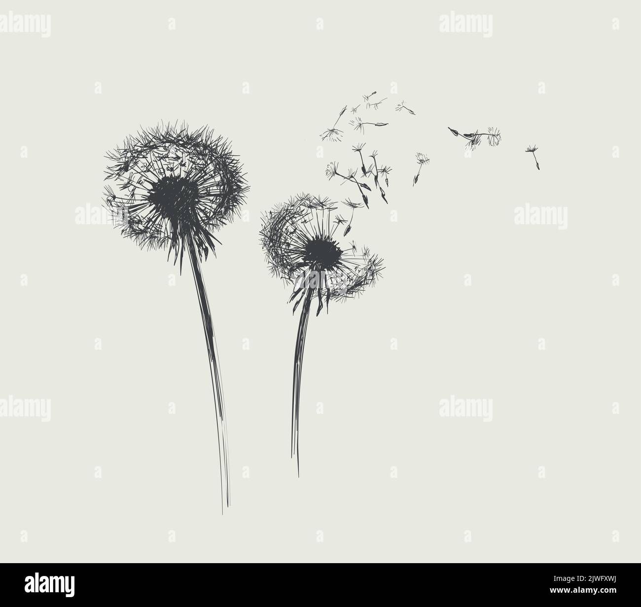 Dandelion, Flying Seeds of Dandelion Hand Drawn Illustration isolated ...