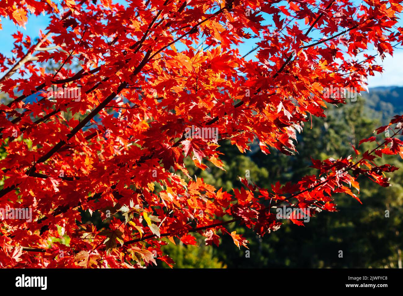 Autumn Leaves in Warburton Australia Stock Photo - Alamy