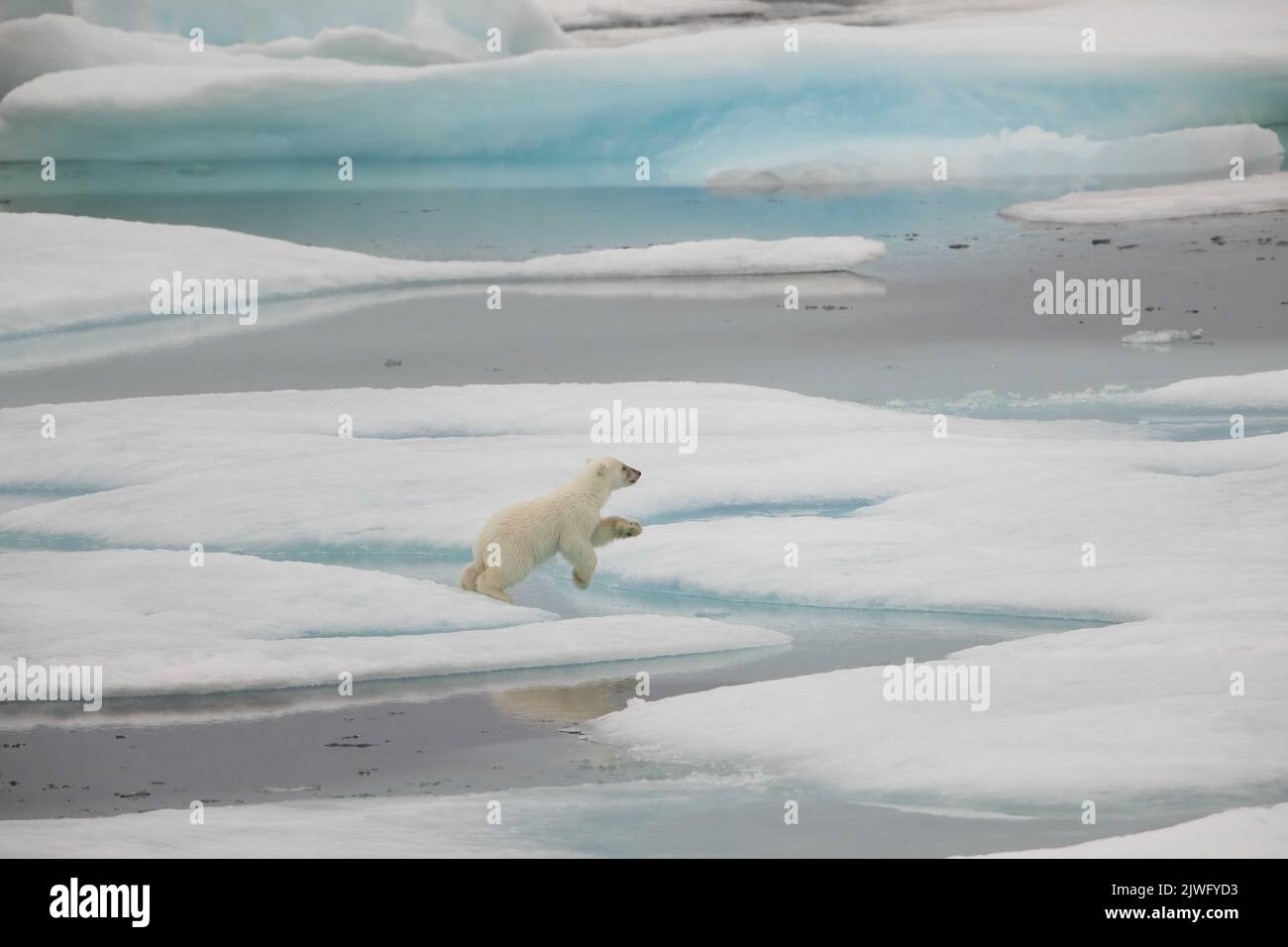 Polar bear cub on sea ice in Beaufort Sea, Nunavut, Canada Stock Photo ...