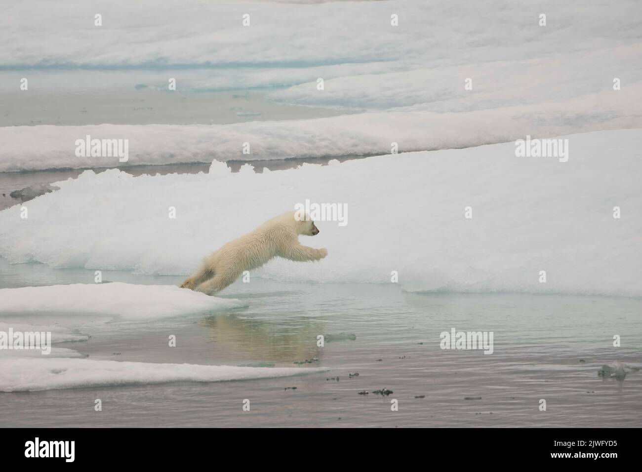 Jumping polar bear cub hi-res stock photography and images - Alamy