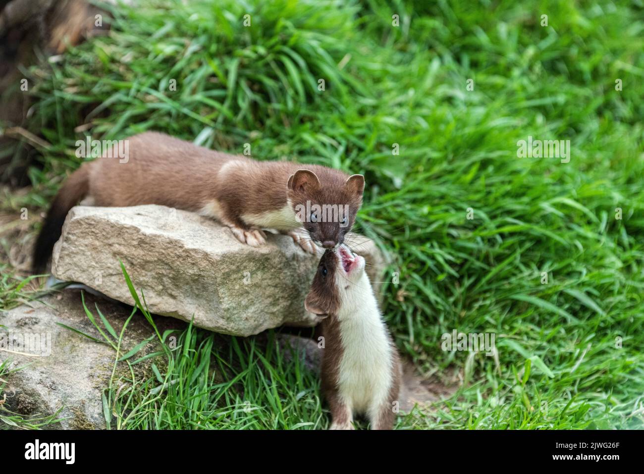 Two weasels hi-res stock photography and images - Alamy