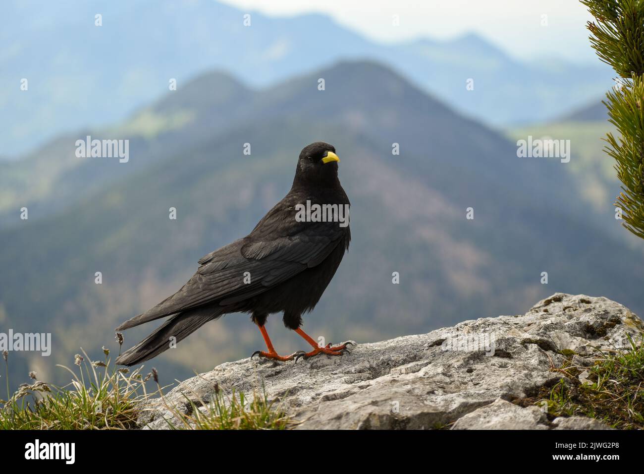 Alpine chough, or yellow-billed chough (Pyrrhocorax graculus), in the ...