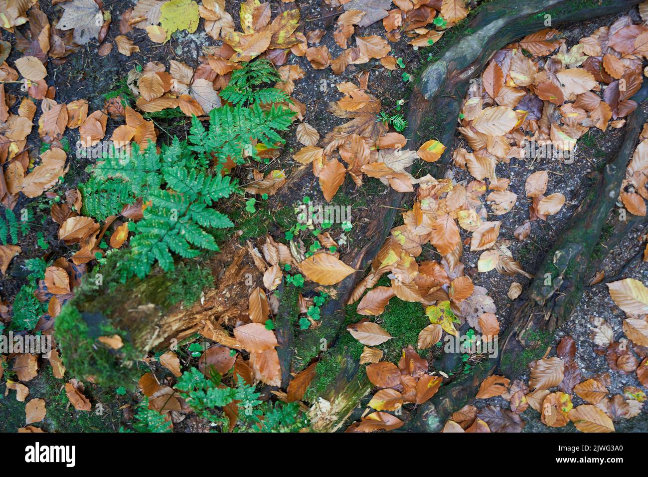 A top view of fallen brown leaves with some green leaves in between ...