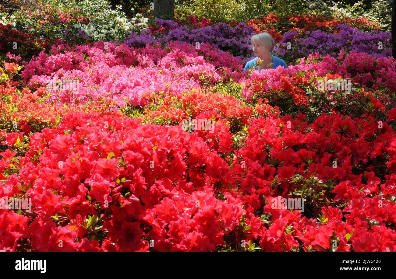 A STROLL THROUGH THE MAGNIFICENT AZALEA'S AT EXBURY GARDENS IN THE NEW ...