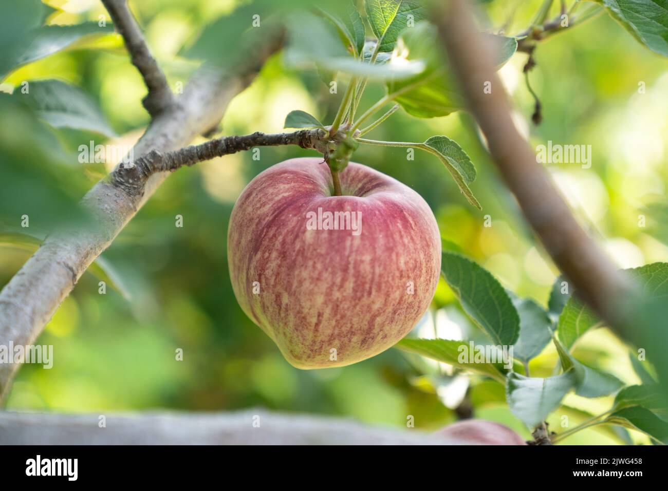 Red apple tree hi-res stock photography and images - Alamy