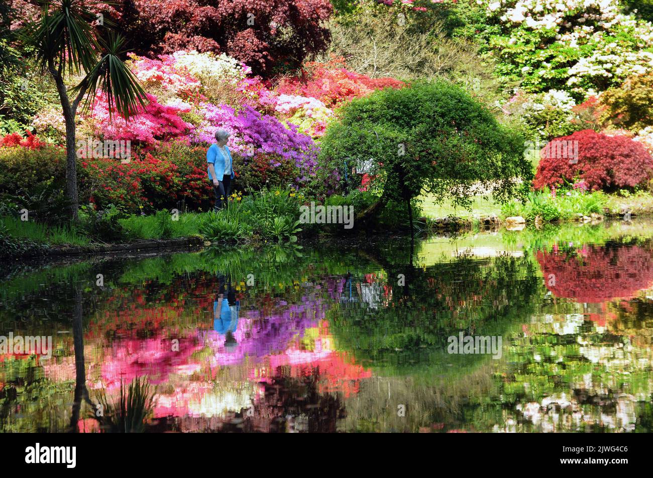 A STROLL THROUGH THE MAGNIFICENT AZALEA'S AT EXBURY GARDENS IN THE NEW ...