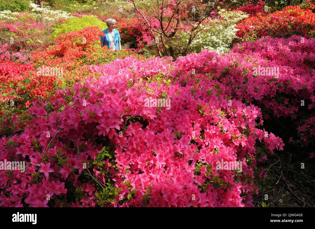 A STROLL THROUGH THE MAGNIFICENT AZALEA'S AT EXBURY GARDENS IN THE NEW ...
