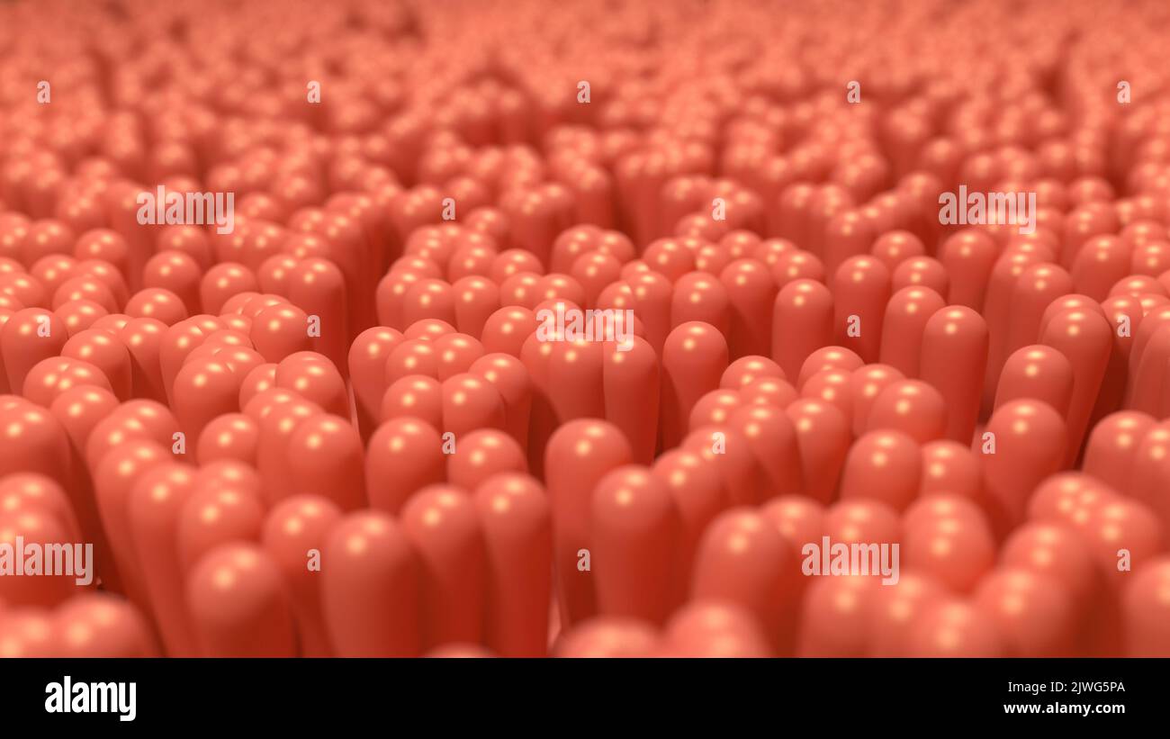 Intestinal villi. Human intestine. 3d illustration Stock Photo - Alamy