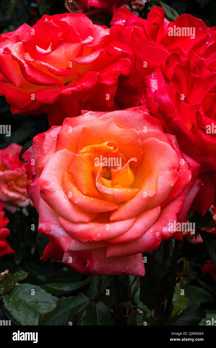 Octoberfest tree hi-res stock photography and images - Alamy