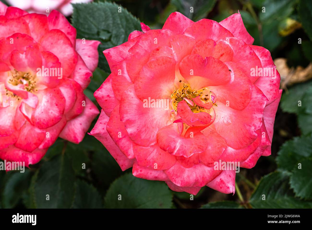 Flowers of ‘Party Lights’ Miniature Rose Stock Photo - Alamy
