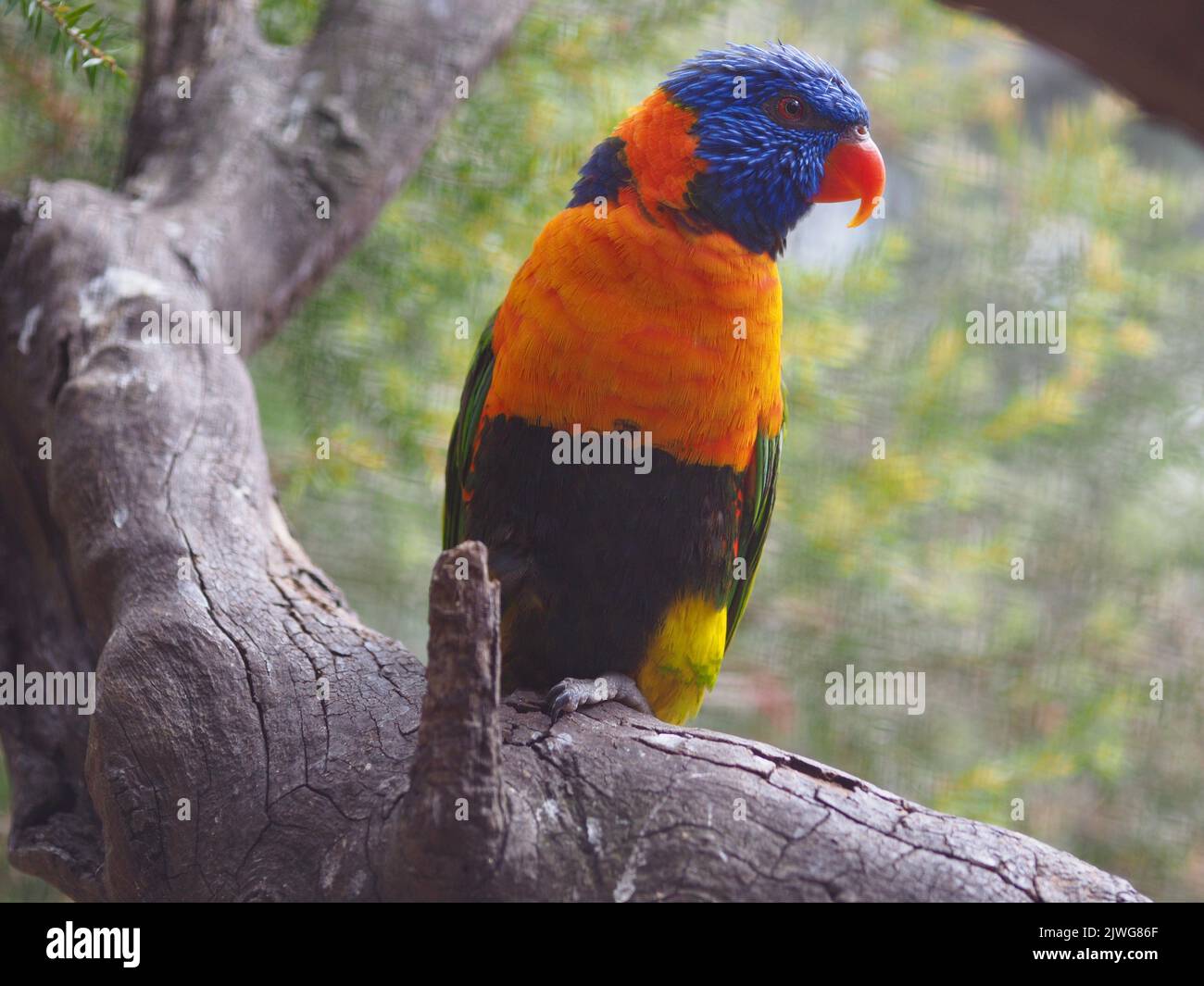 Largest of the lorikeets hi-res stock photography and images - Alamy