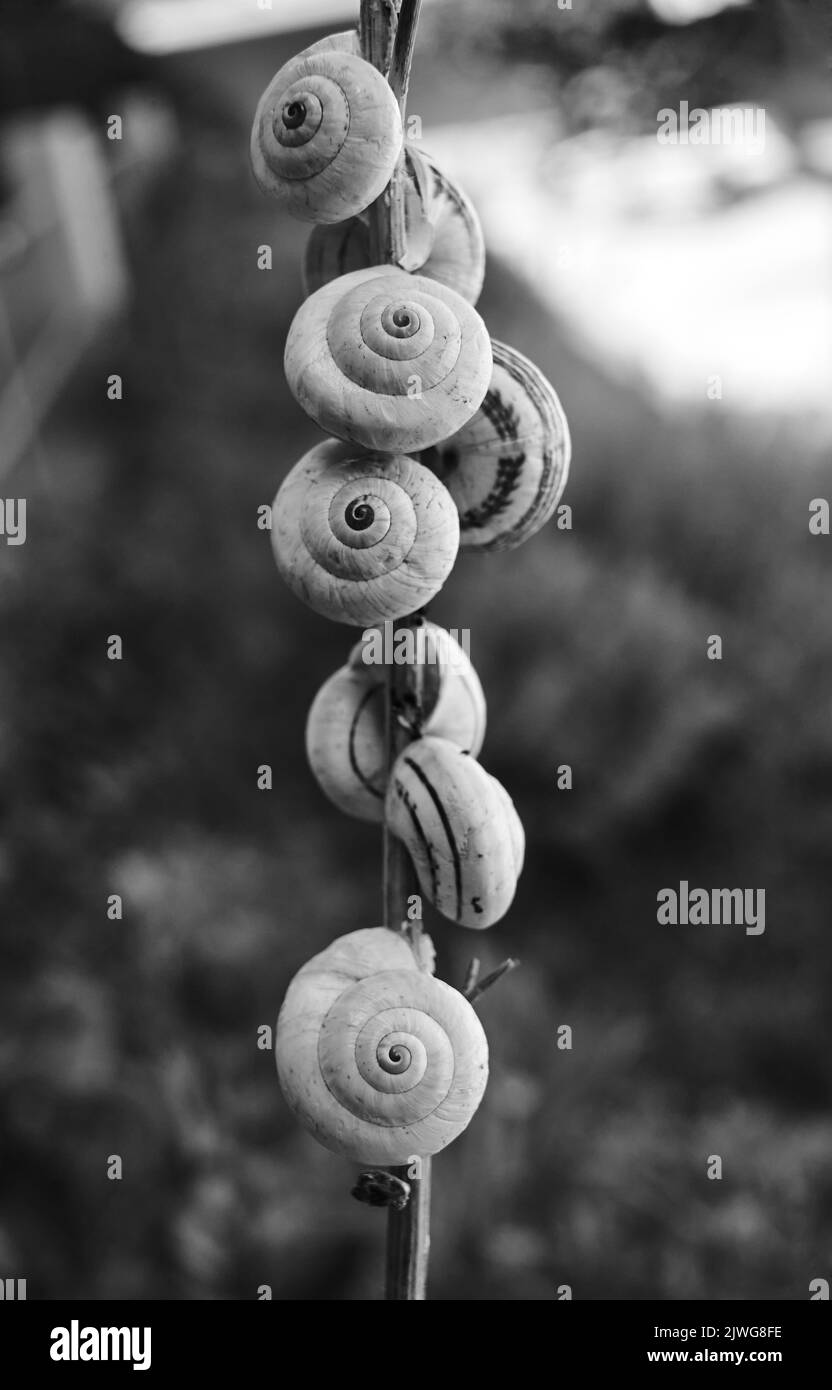 Thin shells Black and White Stock Photos & Images - Alamy