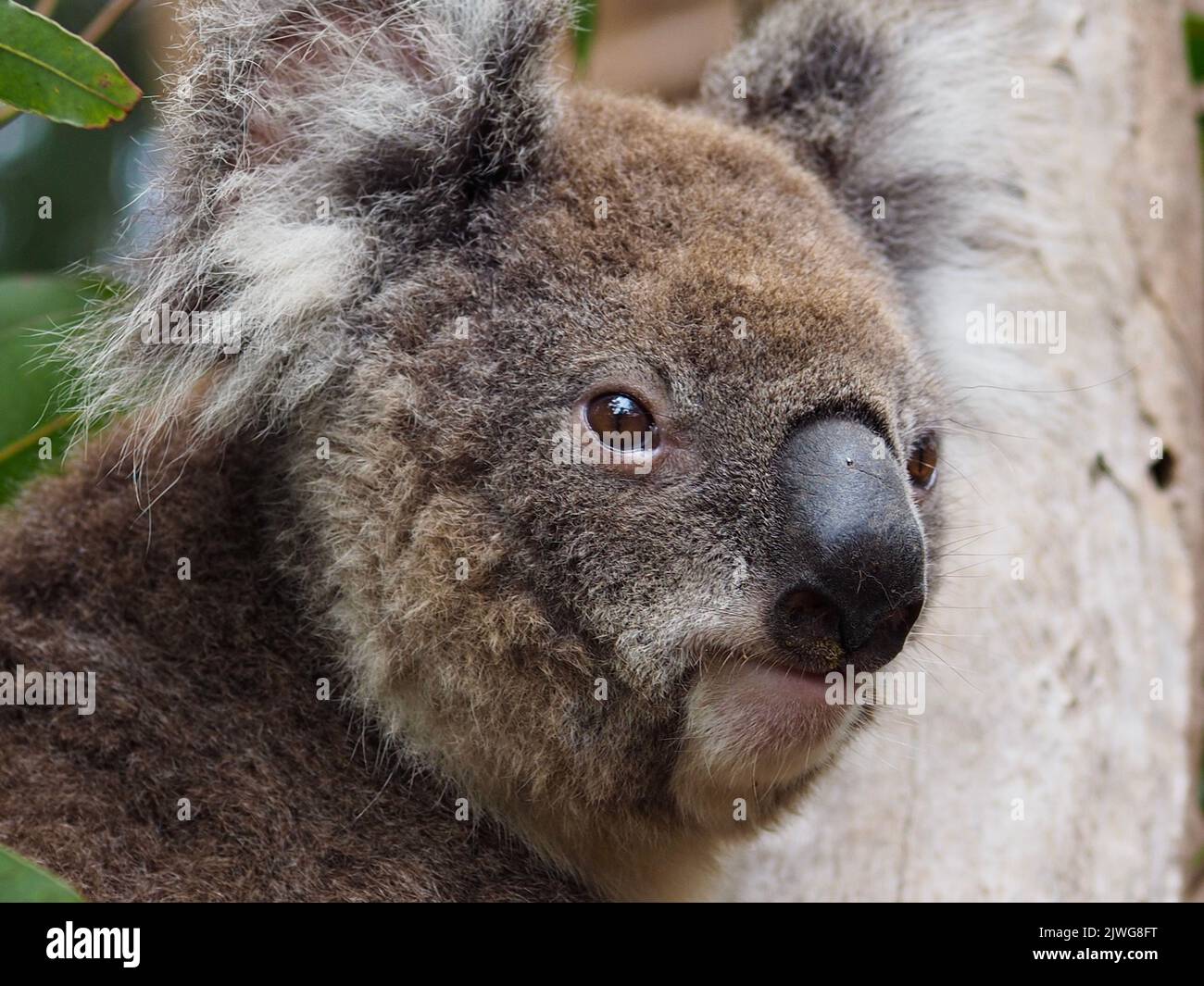 A closeup portrait of a engaging charming Koala with sparkling eyes ...