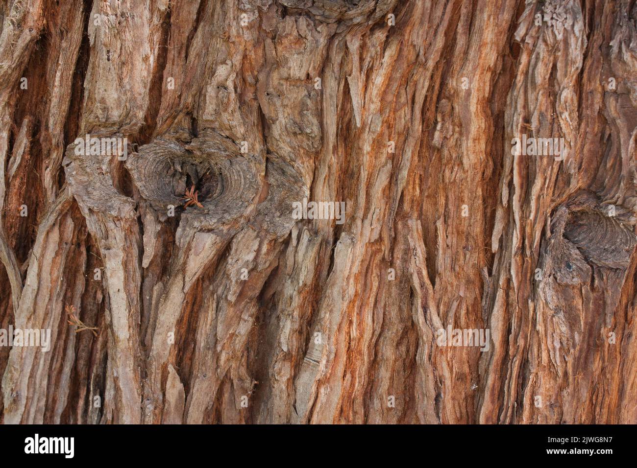 Podocarpus Totara tree trunk bark Stock Photo - Alamy