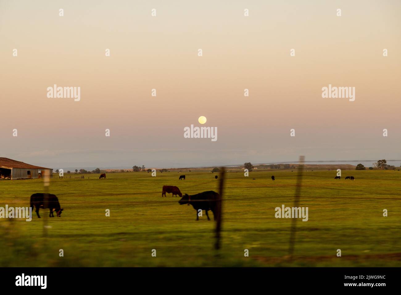 Field cows night hi-res stock photography and images - Alamy