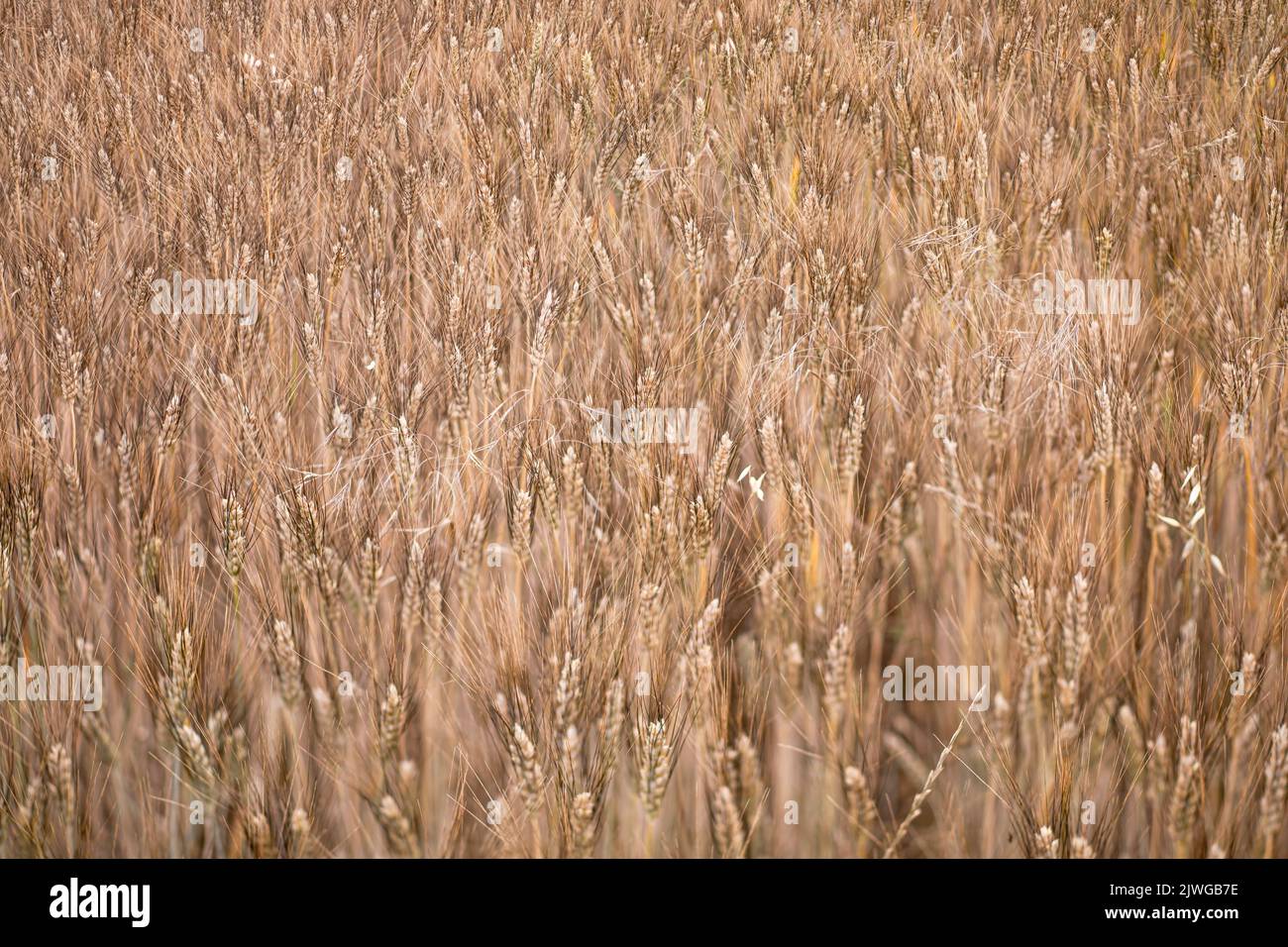 Closeup barley growing on field focused on tips of ears with dark ...