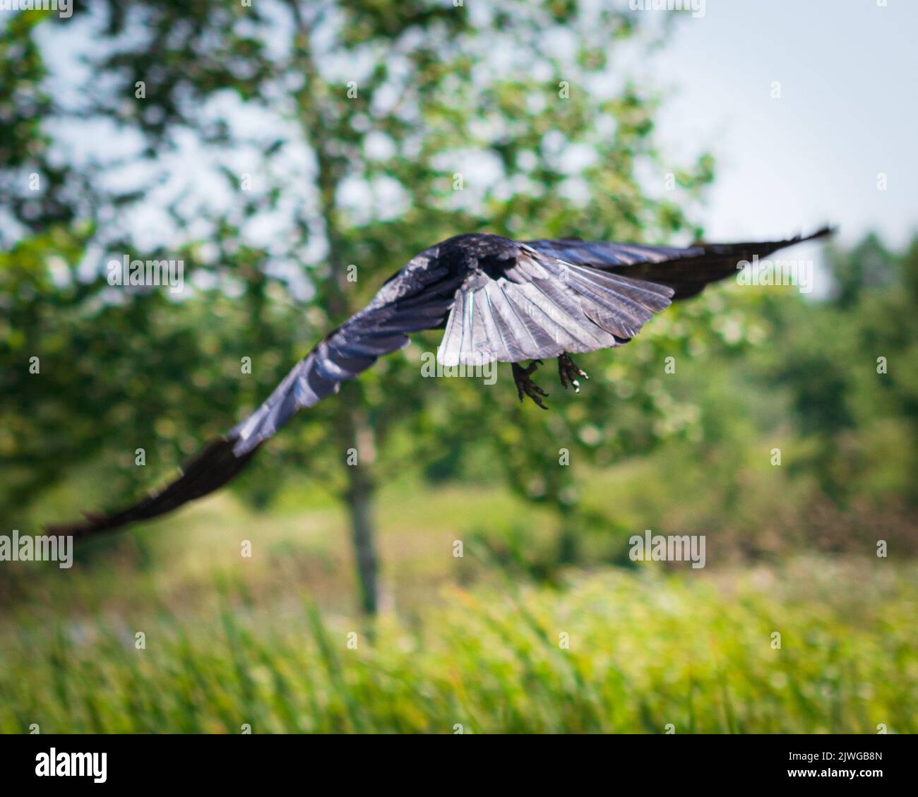 A crown in flight during daytime Stock Photo - Alamy