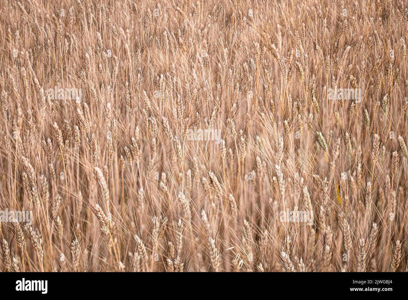 Closeup barley growing on field focused on tips of ears with dark ...