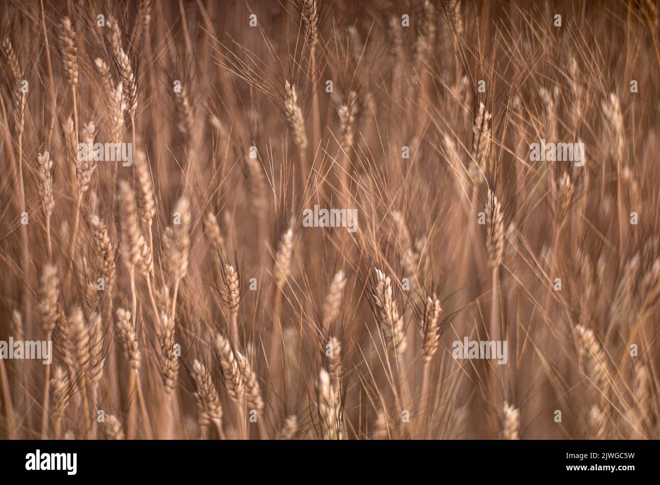 Closeup barley growing on field focused on tips of ears with dark ...