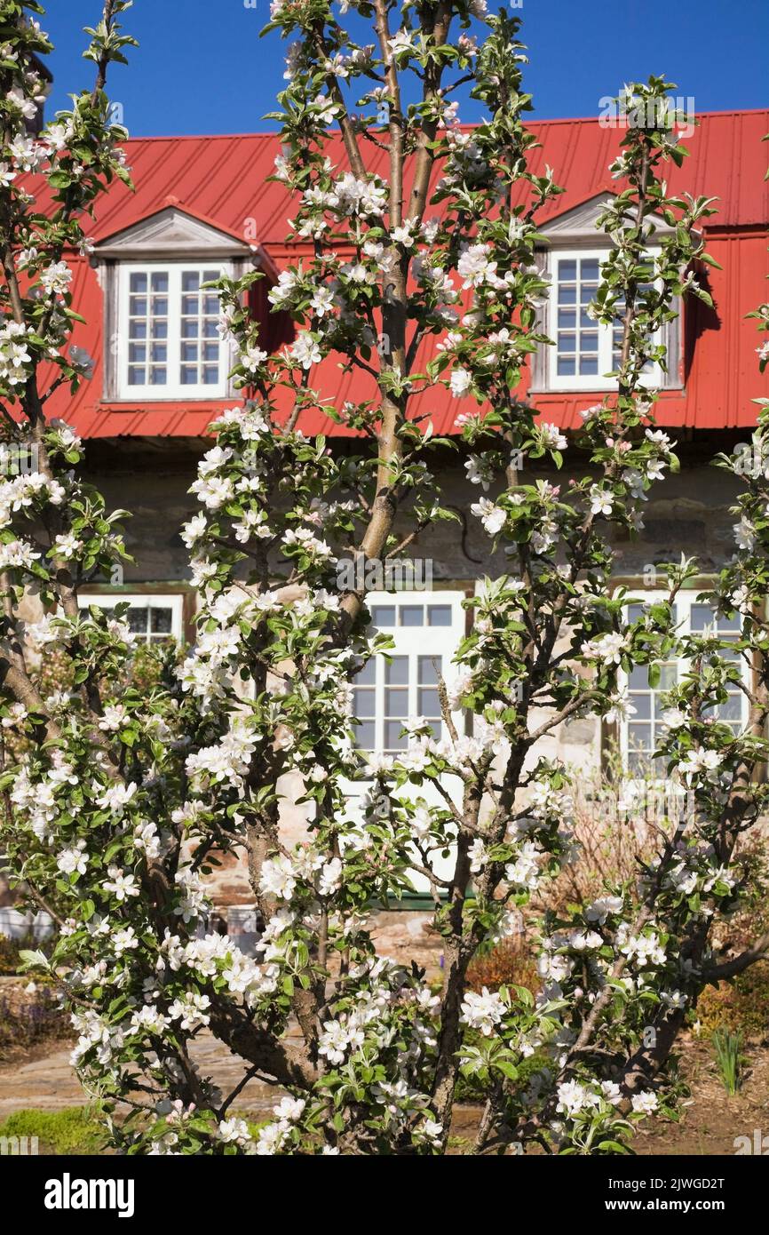 Old 1838 Canadiana fieldstone home seen through flowering Malus ...