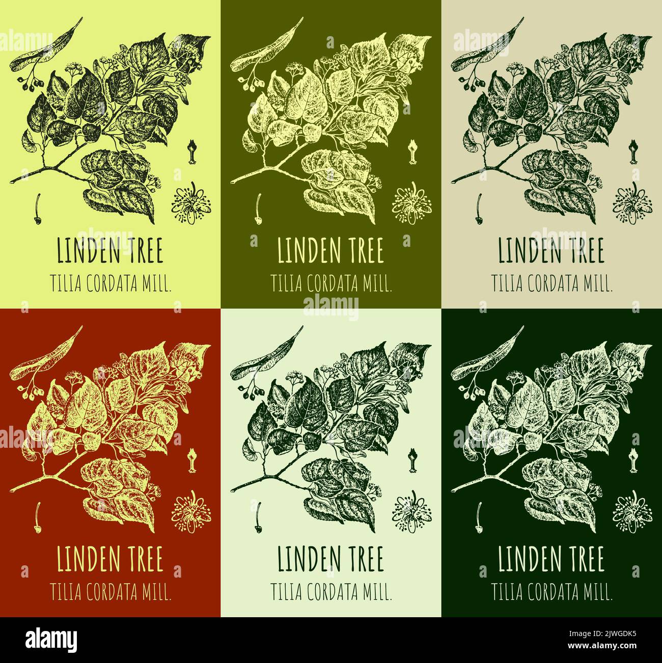 Set of vector drawing of LINDEN TREE in various colors. Hand drawn ...